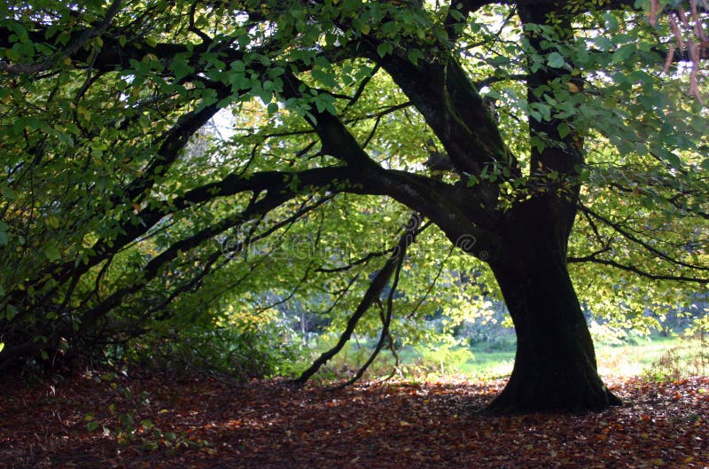 152 Tree Branching Out Stock Photos - Free & Royalty-Free Stock Photos ...