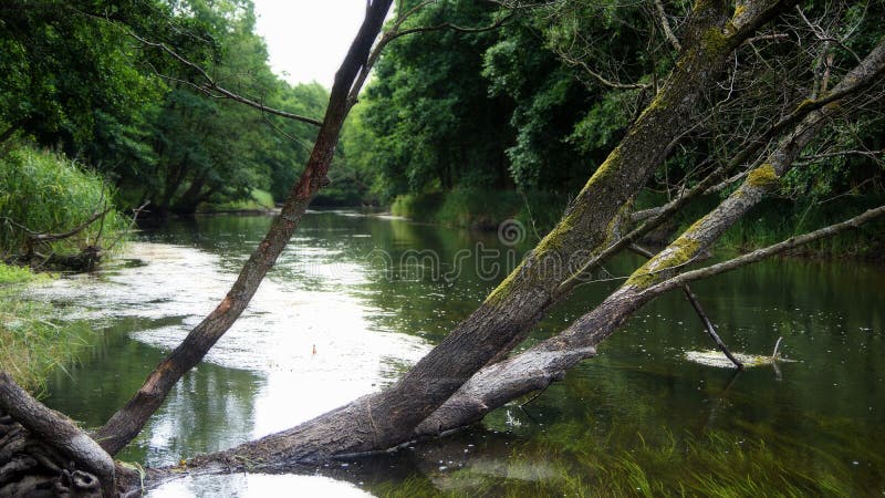 The Brda River, a Summer Walk Along the River Bank in the Woods Stock ...