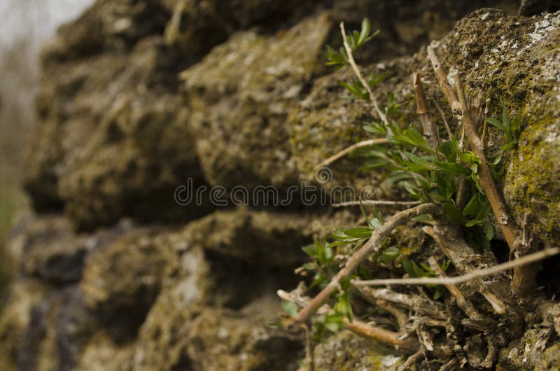 A Tree Breaks through between Stones Stock Photo - Image of small ...