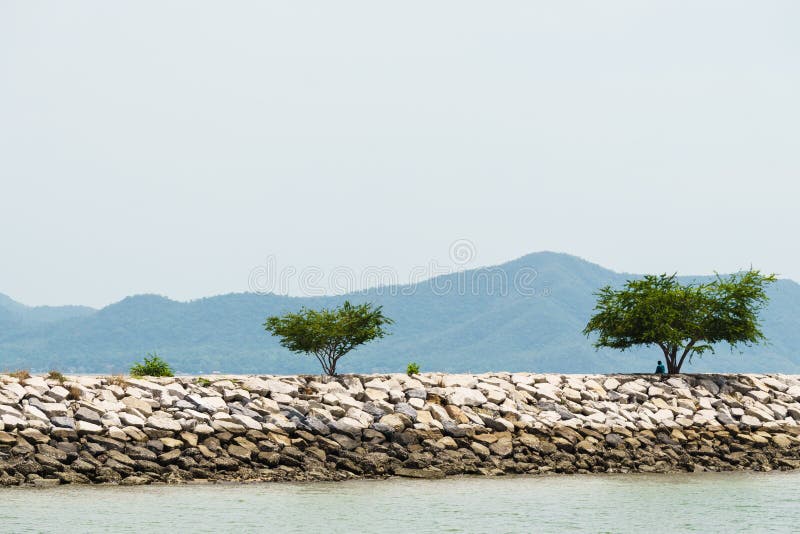 Tree on Breakwater Formed by Concrete Blocks Stock Photo - Image of ...