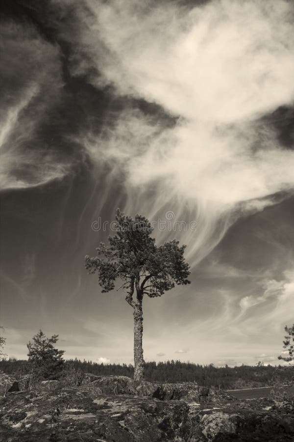 Tree-breath stock photo. Image of clouds, spirit, energy - 13185586