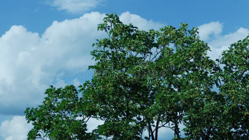 Tree in Breeze on Summer Day Stock Video - Video of clouds, growth ...