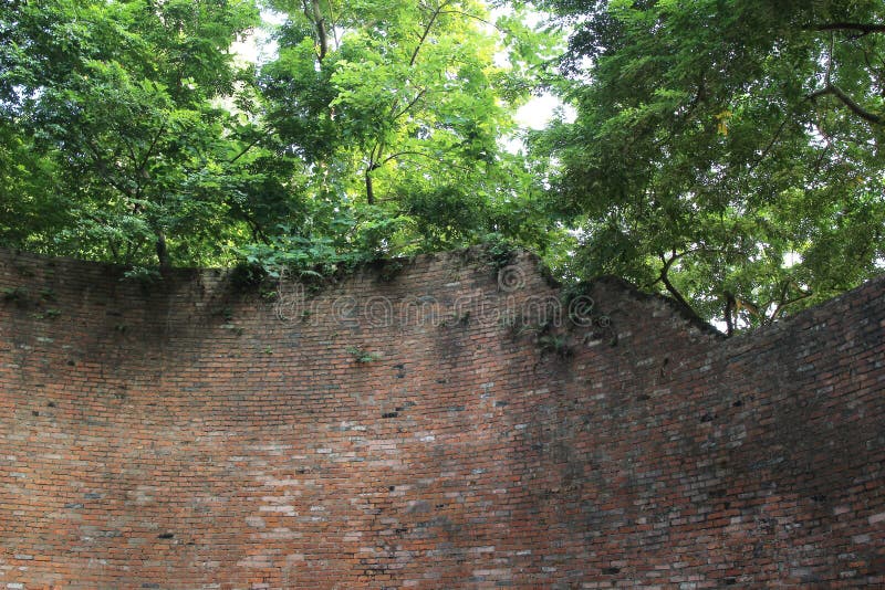Tree with Brick Wall Background Stock Photo - Image of texture, wall ...