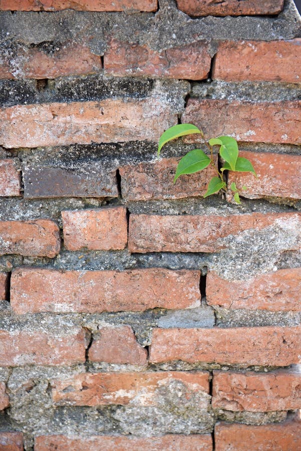 Tree and brick wall stock image. Image of growth, palace - 88882483
