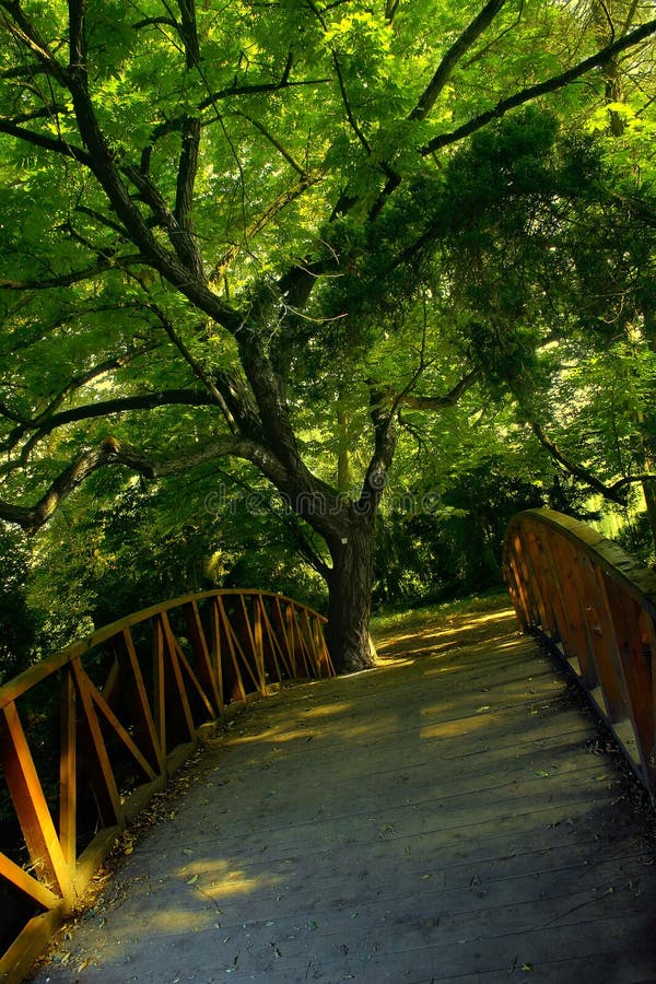 Tree and bridge stock image. Image of footbridge, afternoon - 543141
