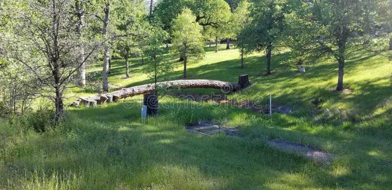 Tree bridge stock photo. Image of fallen, perfect, tree - 116237994