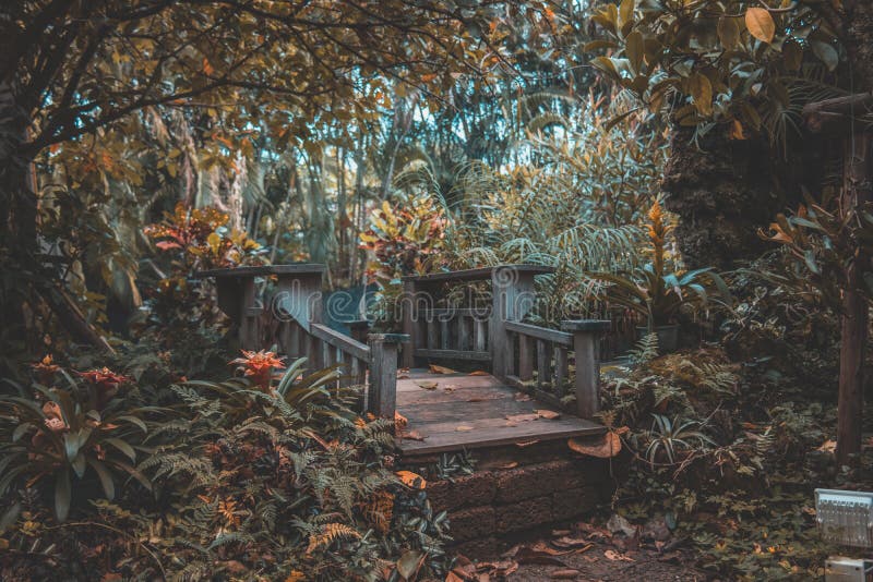 The tree bridge stock photo. Image of luxurious, beauty - 108743400