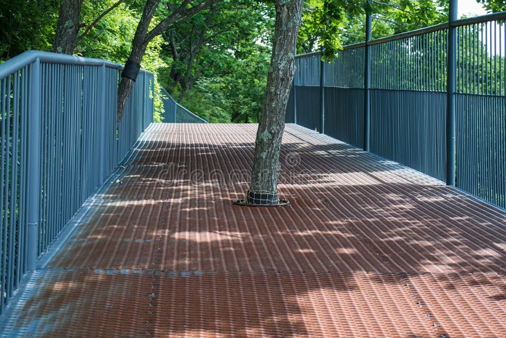 Tree on the bridge stock image. Image of idyllic, beauty - 74081009