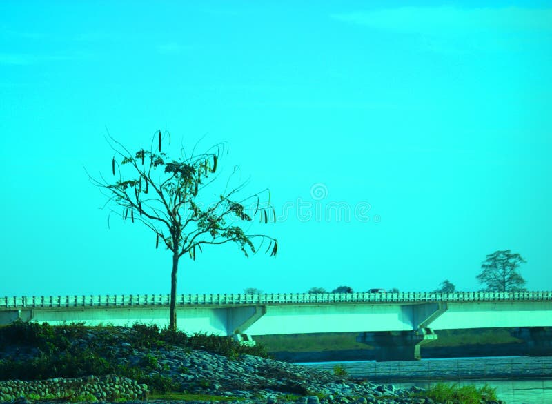 A Tree and a Bridge during Sunset Stock Photo - Image of jetsam ...
