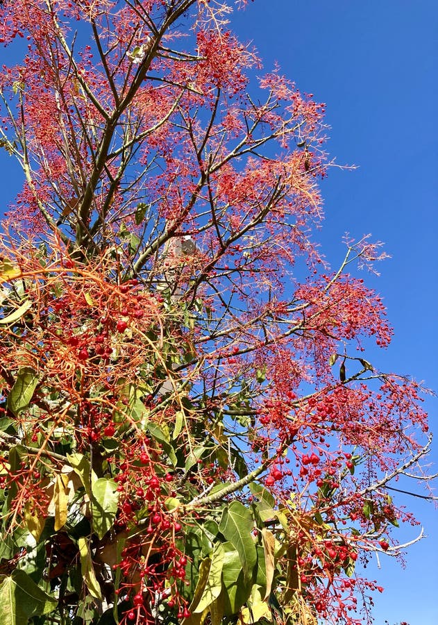 Tree with Bright Red Berries Stock Photo - Image of bright, expanse ...