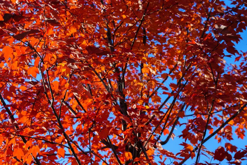 A Tree with Bright Red Leaves Against a Blue Sky Stock Image - Image of ...