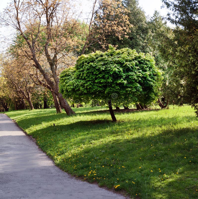 Tree with a Round Crown, Sunlight on the Grass Stock Photo - Image of ...