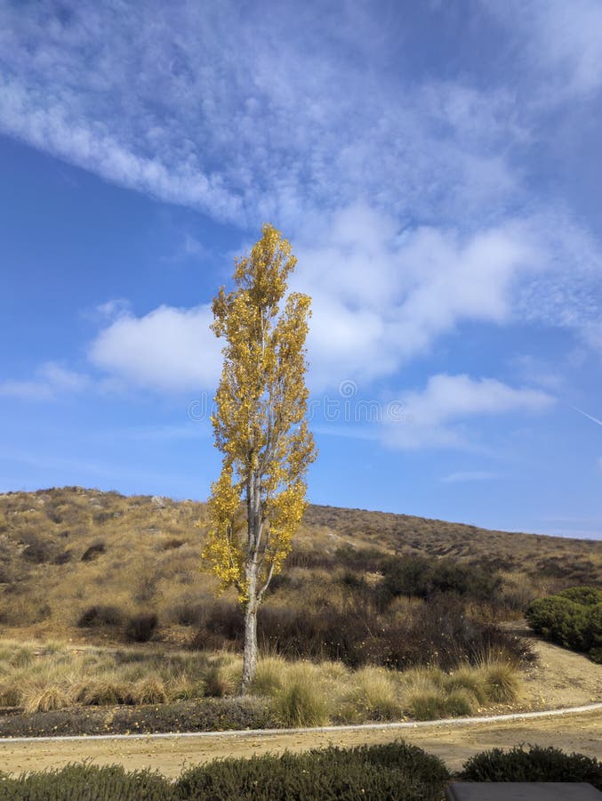 Tree with Bright Yellow Leaves beside a Walking Path Stock Photo ...