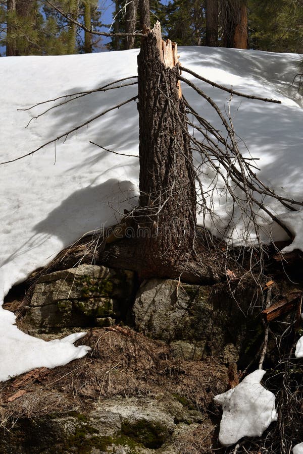The Tree Broke and Fell during a Strong Storm and Wind. Danger To Human ...