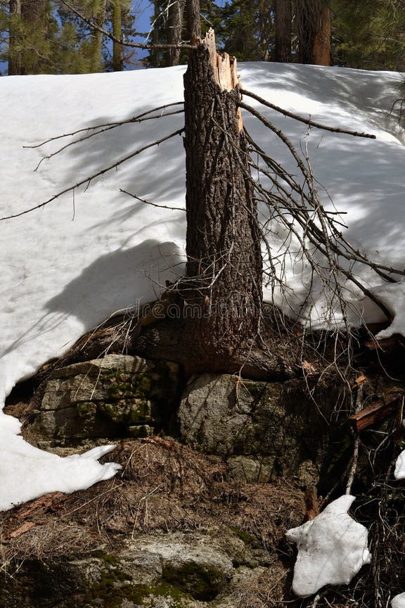 A tree broke in half stock photo. Image of rime, travel - 170774044
