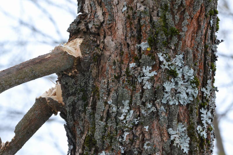 Tree with Broken Branch. Close-up of Bark. Damaged Old Tree Bark. a ...