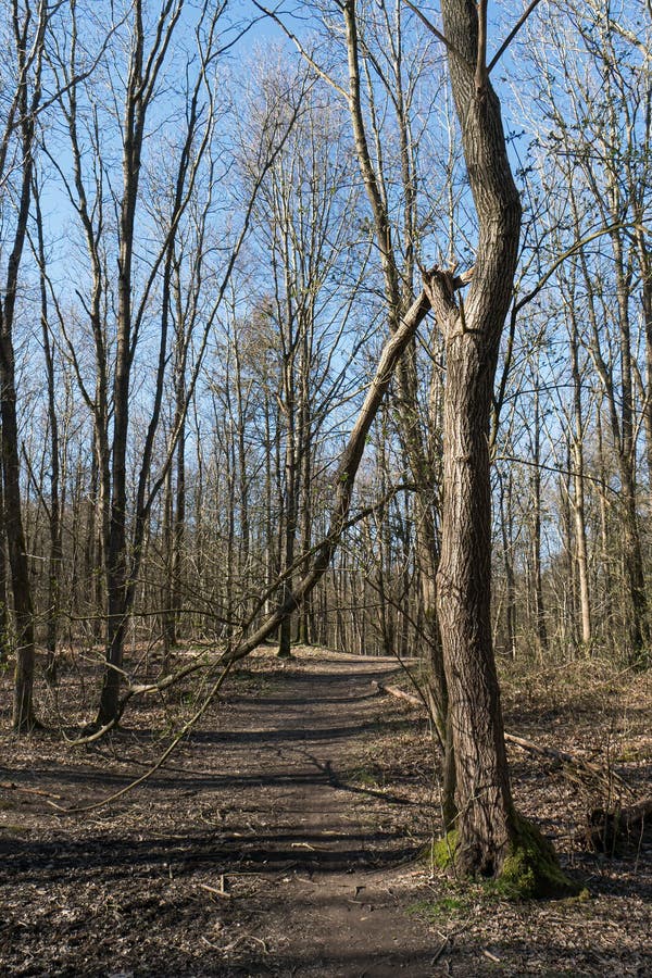 Broken Branch Tree Limb Green Break Splinters Sharp Stock Image - Image ...