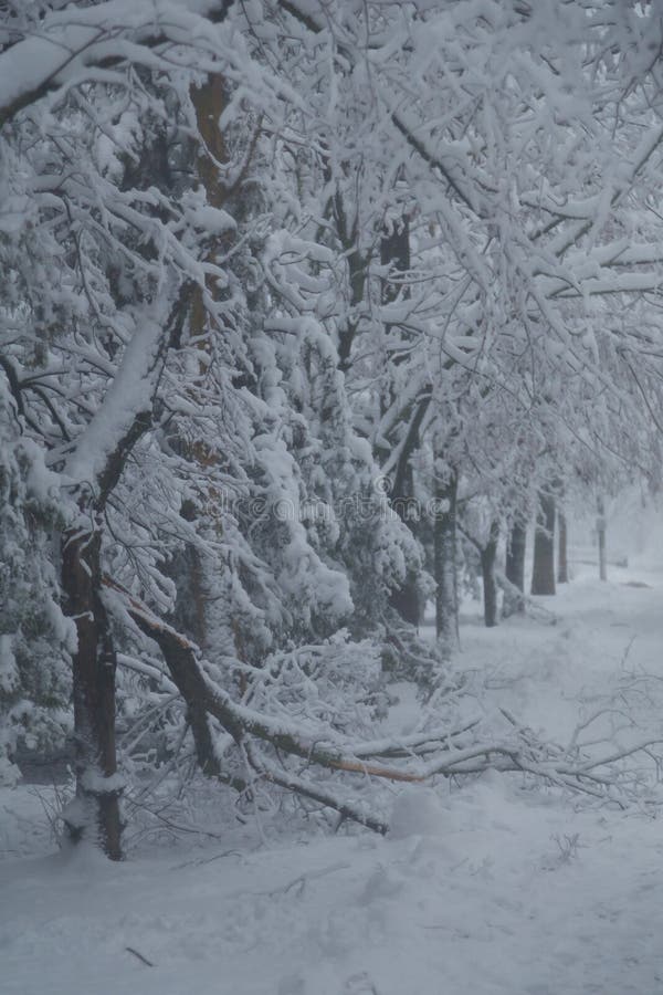 Tree with Broken Branches Covered with Heavy Snow on a Winter Snowy Day ...