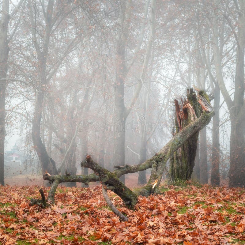 A Tree Broken Due To a Recent Wind Storm. a Dead Tree with Fog in the ...