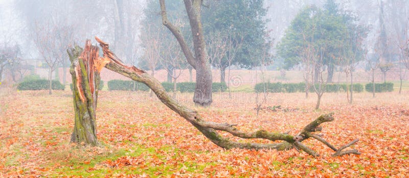A Tree Broken Due To a Recent Wind Storm. a Dead Tree with Fog in the ...