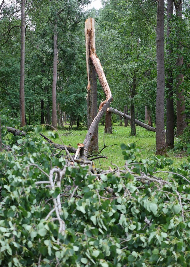 Tree Broken and Felled by a Hurricane in a Forest Park Stock Image ...