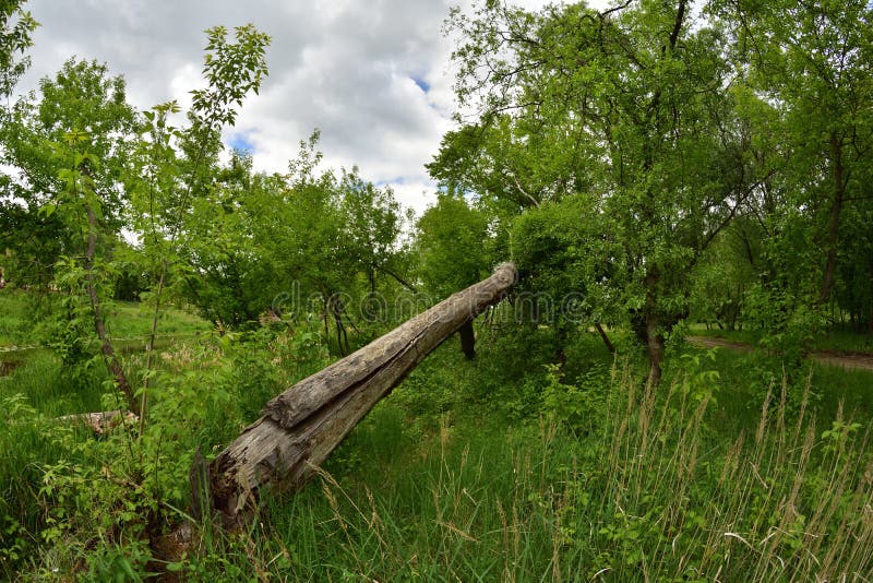 A Tree Broken in the Forest and Turned Over by the Wind. Stock Image ...