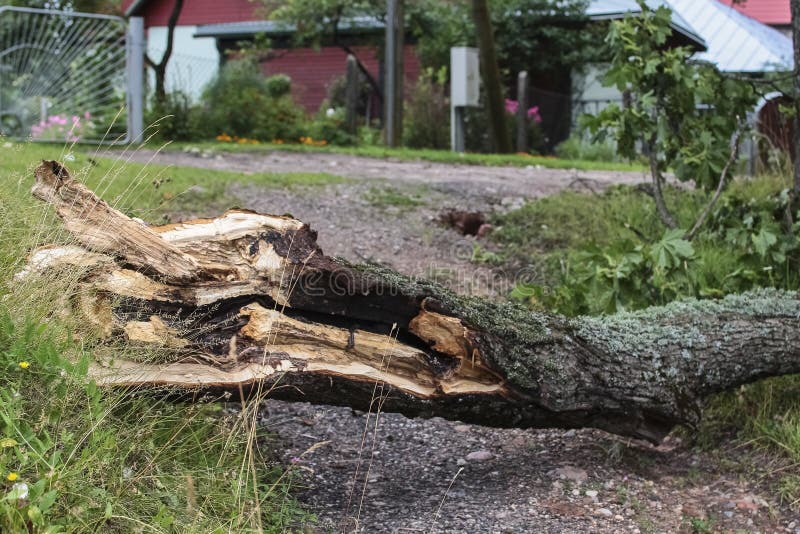 Tree Broken after Hurricane Storm Fallen Tree after a Storm Stock Image ...