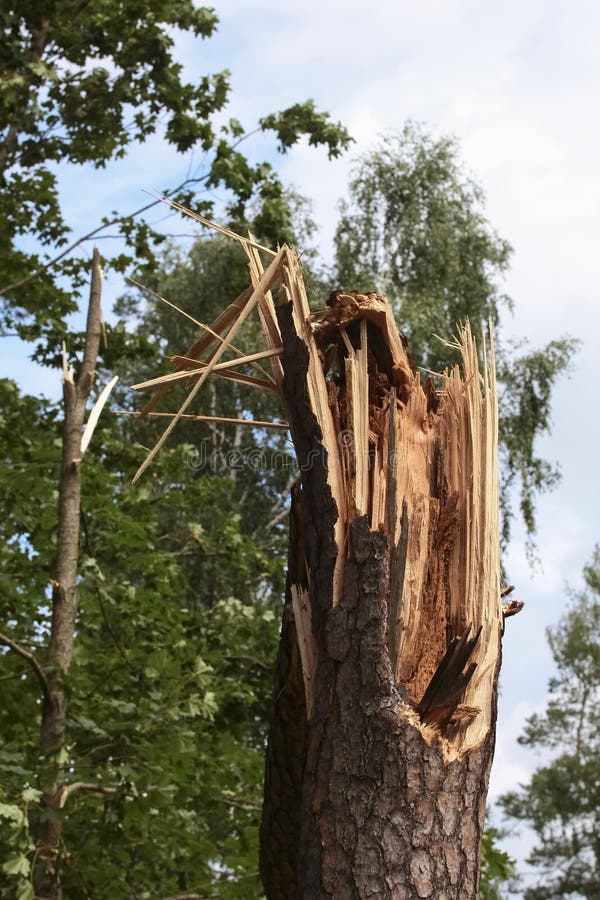 Tree Broken after Hurricane Storm Fallen Tree after a Storm Stock Image ...