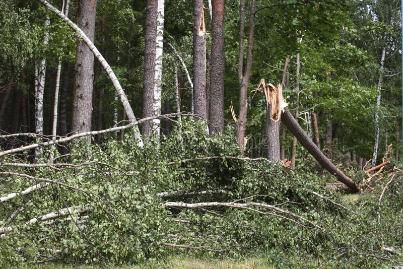 Tree Broken after Hurricane Storm Fallen Tree after a Storm Stock Photo ...