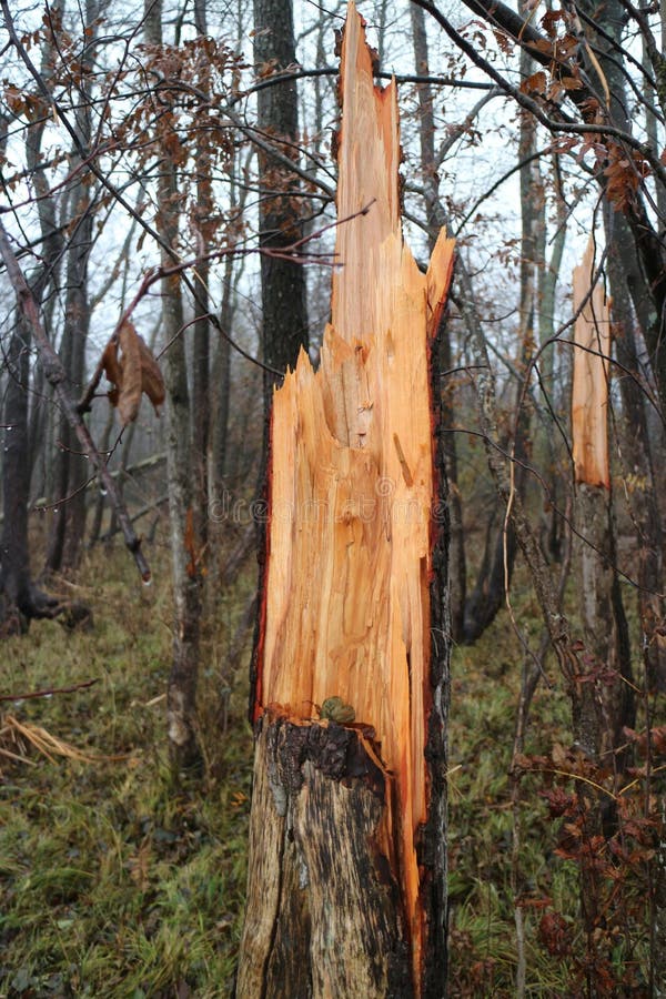 Tree Broken by a Hurricane Wind Stock Image - Image of broken, match ...