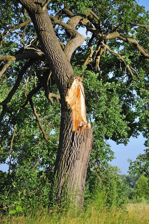 Tree, broken by lightning stock photo. Image of broken - 68718172