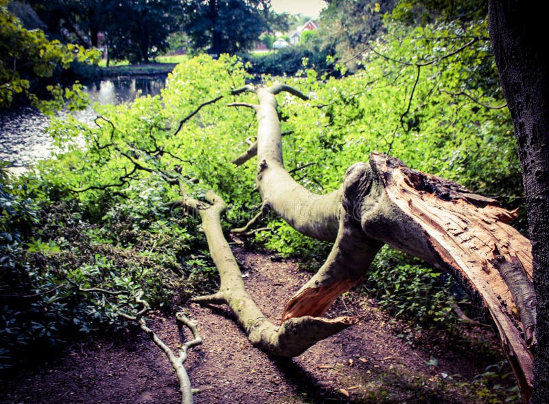 670 Broken Tree Limb Stock Photos - Free & Royalty-Free Stock Photos ...