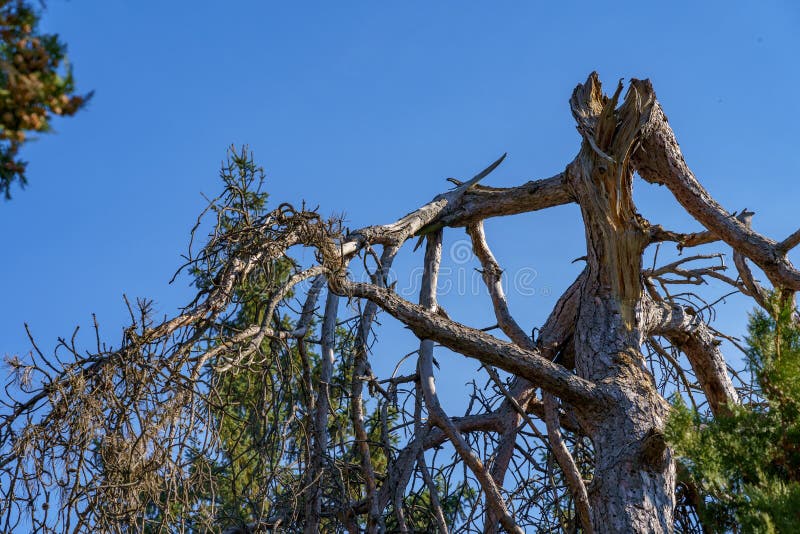 A Tree with a Broken Off Top. Fallen Branch Stock Photo - Image of ...