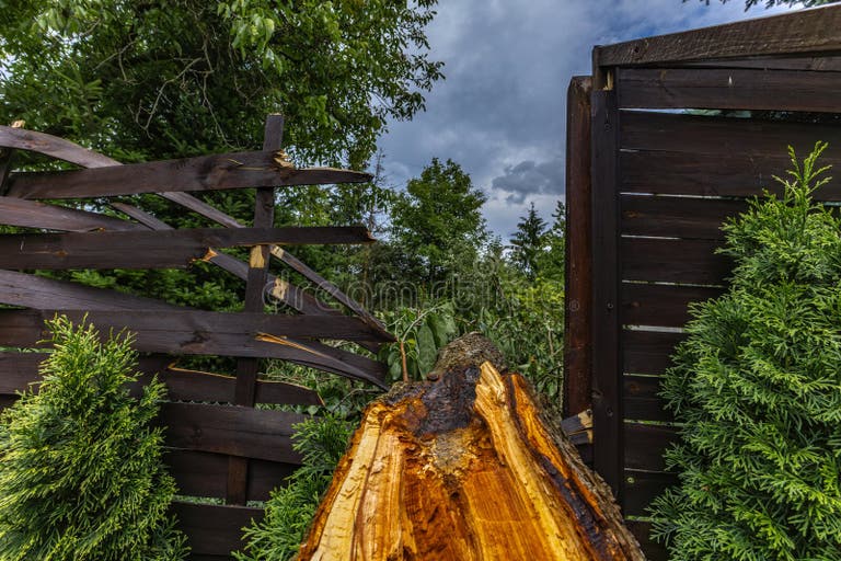 A Tree Broken by a Strong Wind, a Burned Spot on the Tree Where ...