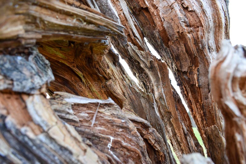 A tree broken in two stock image. Image of hollowed - 167488033