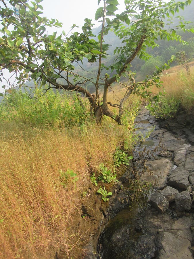 Tree beside the Brook and Golden Grass Stock Photo - Image of brook ...