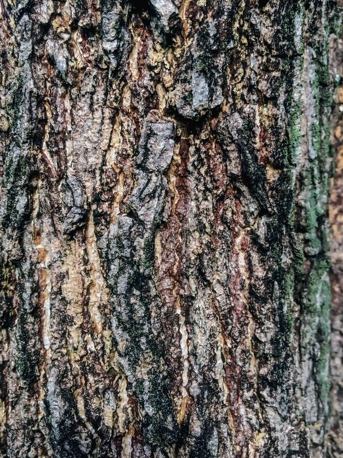 Tree Brown , Green and Black Texture Stock Image - Image of nature ...