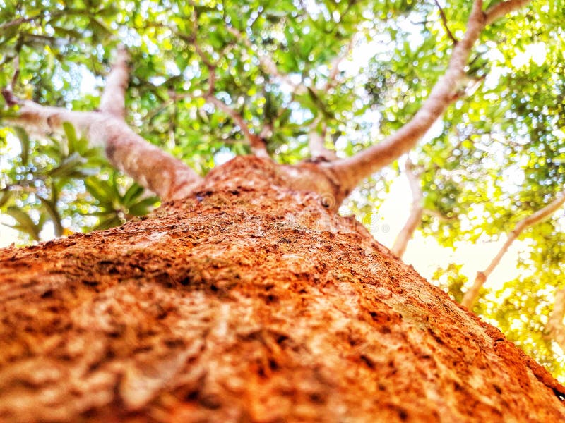Tree brown green nature stock photo. Image of natu, tree - 192521058
