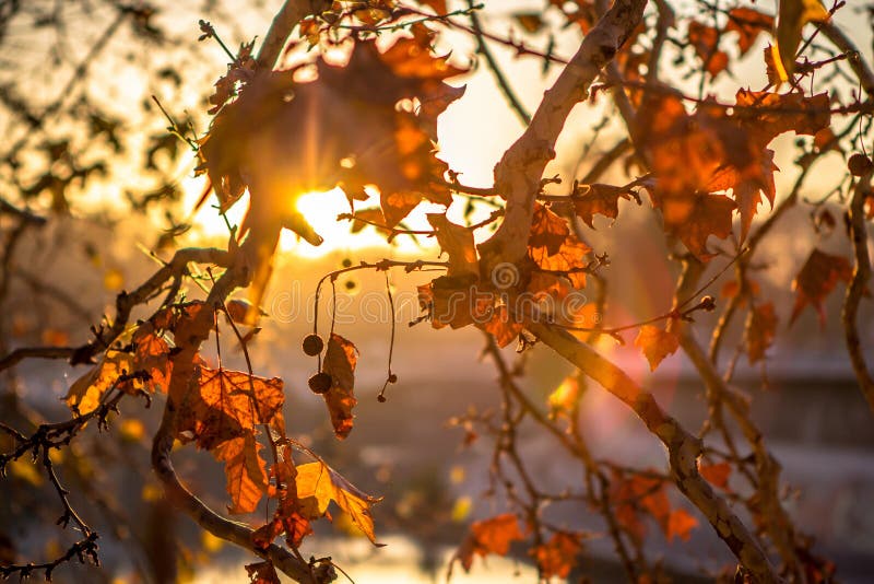 Tree Brunch on Sun Background Stock Image - Image of sunset, beauty ...