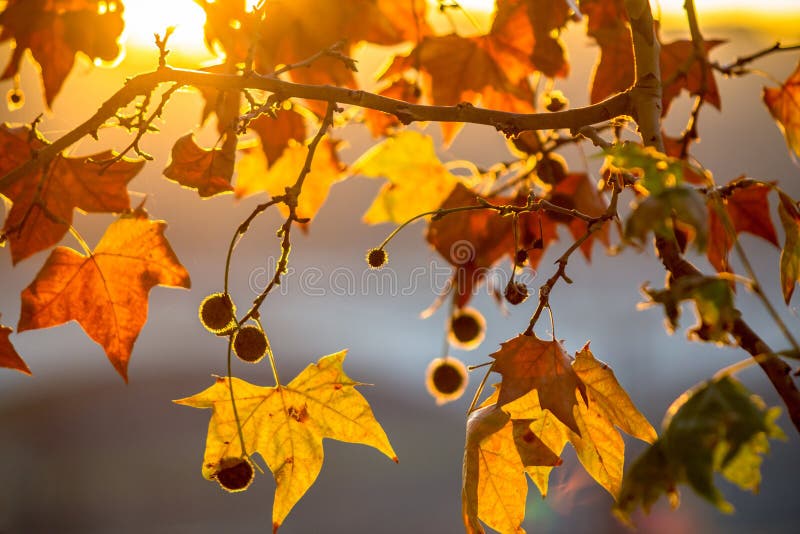 Tree Brunch on Sun Background Stock Image - Image of brunch, beauty ...