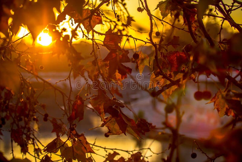 Tree Brunch on Sun Background Stock Image - Image of brunch, autumn ...