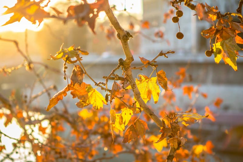 Tree Brunch on Sun Background Stock Image - Image of abstract, details ...