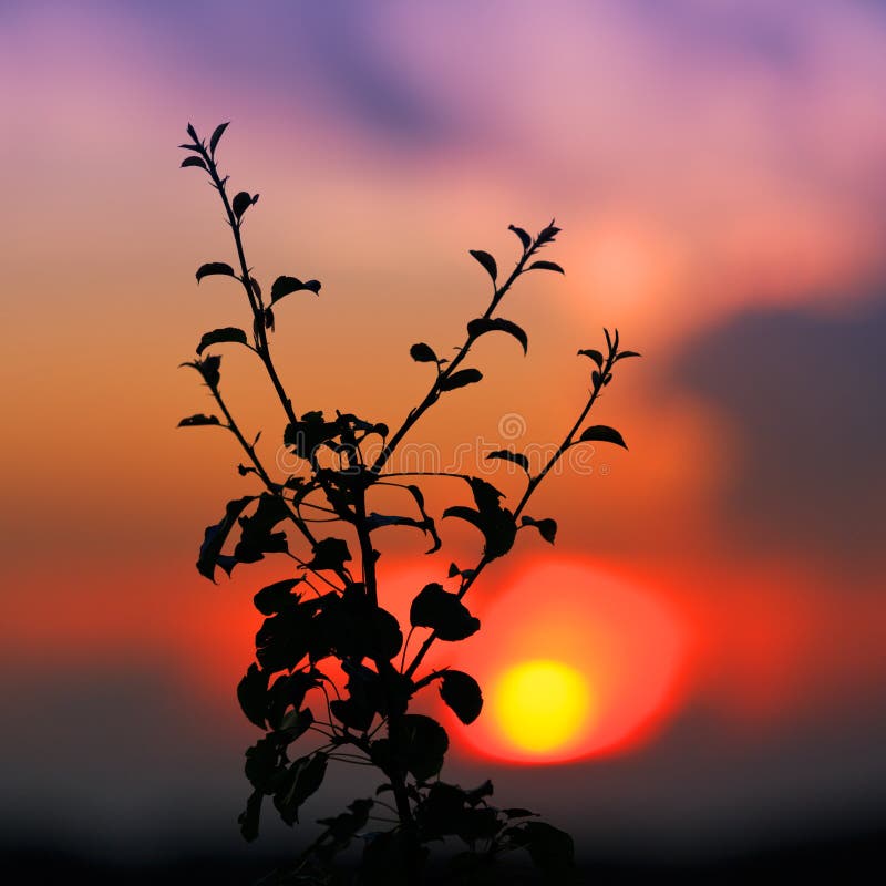 Tree Brunch on Sunset Sky Background Stock Image - Image of tree ...