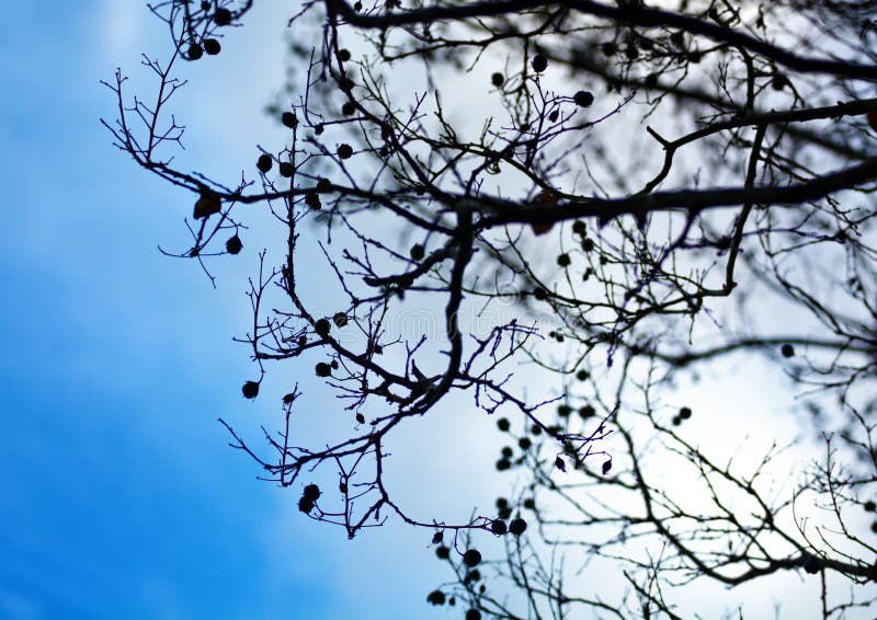 Tree brunches stock photo. Image of hazy, plant, winter - 78591288