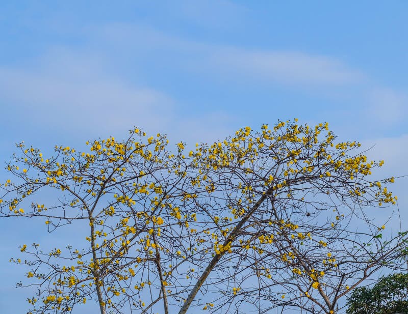 Tree Brunches stock photo. Image of branch, leaf, brunches - 52141168