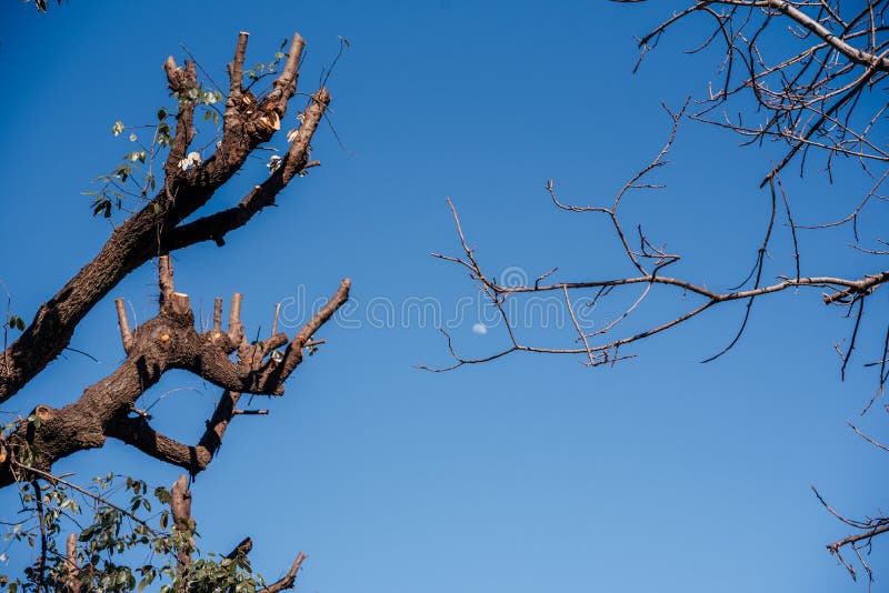 Tree Brunches Pruned with Pollard Tree Pruning Method Stock Photo ...