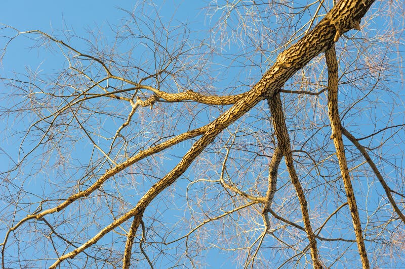 Tree Brunches and Trunks in Forest in Early Spring Stock Photo - Image ...