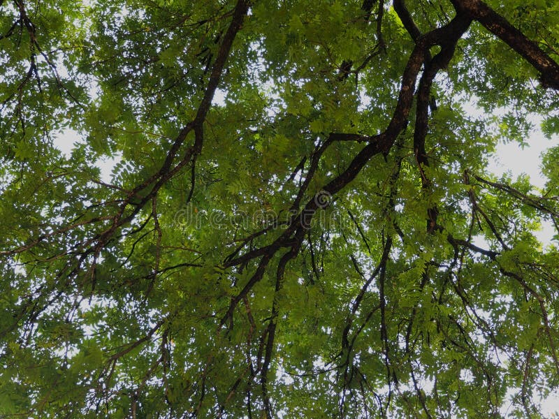 Tree brush. stock image. Image of summer, nature, green - 82563401