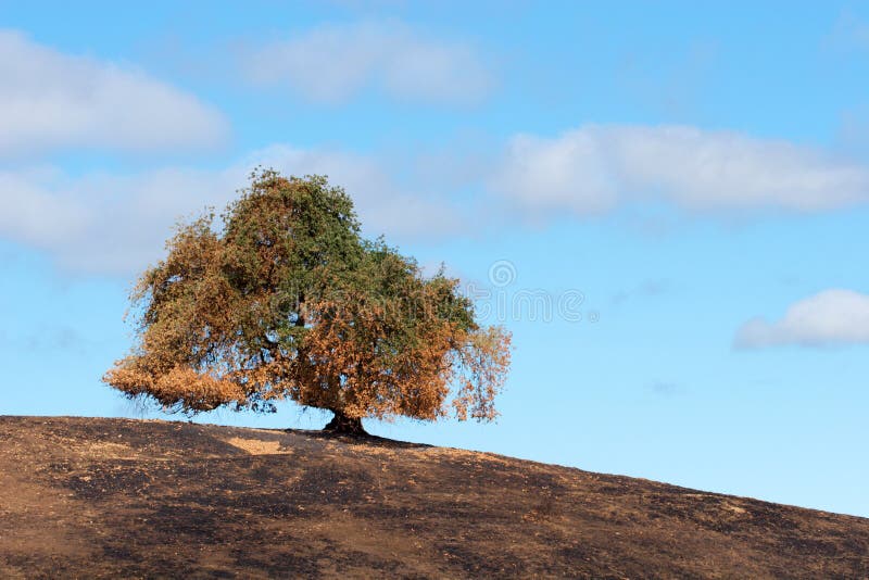Tree after Brush Fire (hor) Stock Photo - Image of disaster, clouds ...