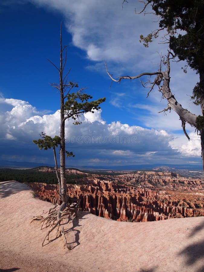 Tree in Bryce Canyon 1 stock image. Image of desert, canyon - 68629407